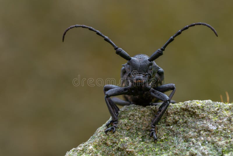 A Weaver Beetle - Lamia Textor Stock Photo - Image of cerambycidae ...