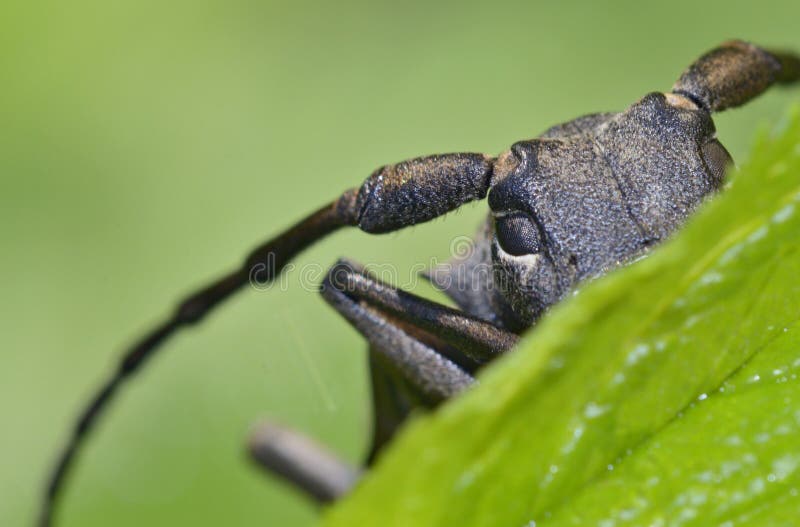Weaver Beetle (Lamia Textor) Stock Image - Image of antennae, nature ...