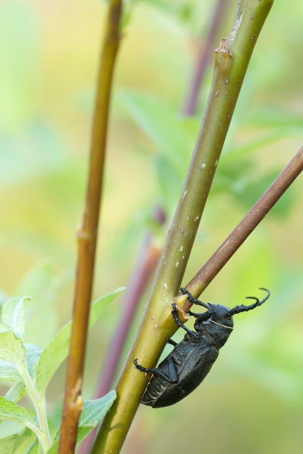 Weaver Beetle, Lamia Textor on Salix Stock Image - Image of black ...