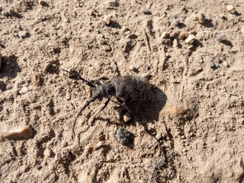 Weaver Beetle (Lamia Textor) on the Sandy Ground in Bright Sunlight in ...