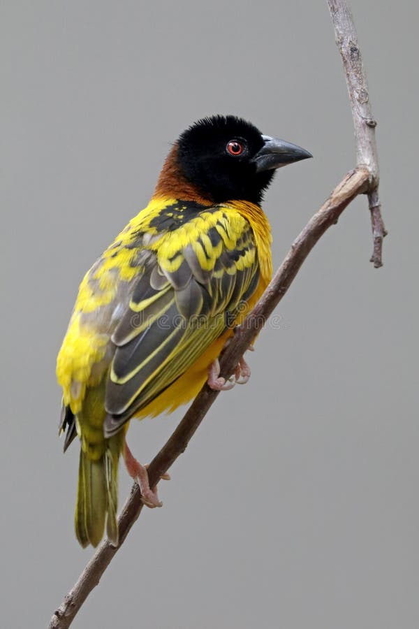 Weaver Bird image stock. Image du sauvage, nature, avien - 75331661
