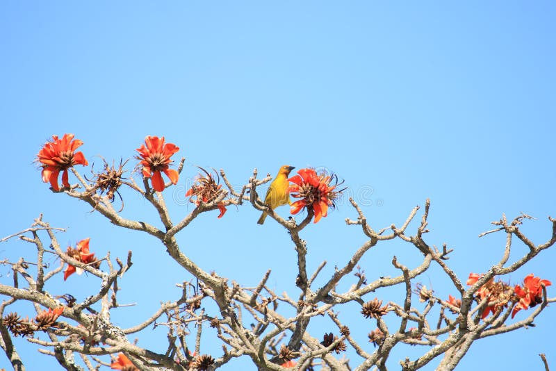 Weaver Bird in a Corral Tree Stock Photo - Image of produce, blossom ...