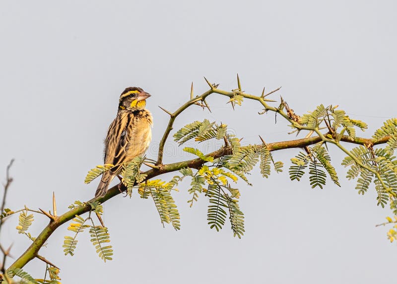 Weaver Bird Juvenile on a Bush Tree Stock Image - Image of natural ...