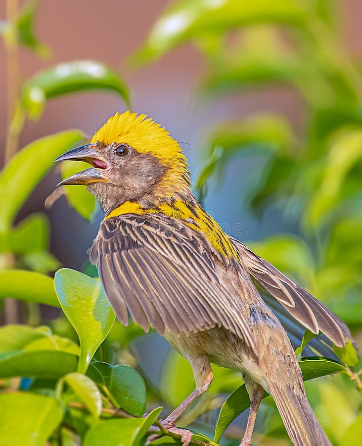 A weaver bird looking back stock image. Image of fauna - 242817727