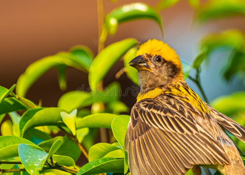 Weaver Bird looking back stock photo. Image of animal - 225449966