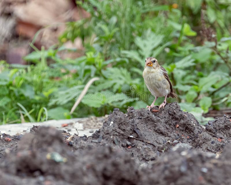 A sun bird looking back stock image. Image of beauty - 237519789