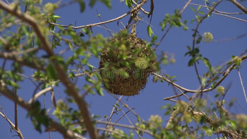 Weaver Bird Nest on a Tree in the African Savanna Stock Footage - Video ...