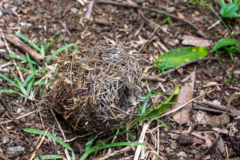 Weaver Bird Nest, Empty Nand Fallen from a Tree, Mauritius Stock Photo ... Weaver Bird Nest, Empty Nand Fallen from a Tree, Mauritius Stock Photo ...