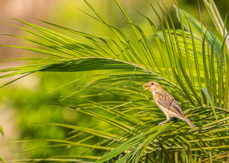 The Weaver Bird on a Palm Tree Stock Image - Image of breeding, male ...