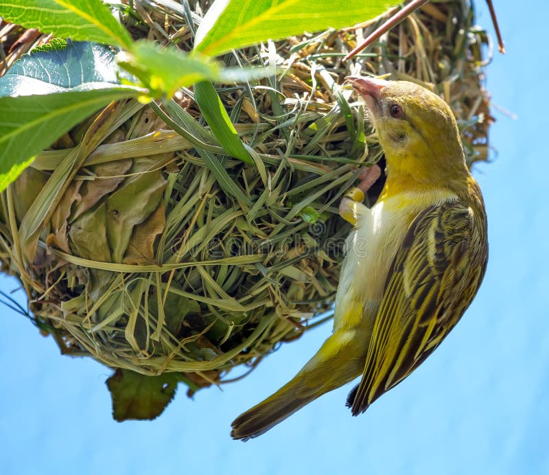Yellow Weaver Bird Or Finch Stock Image - Image of bird, weaver: 5363093