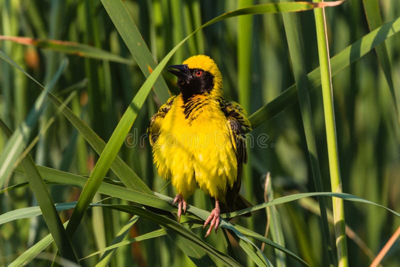 Weaver Bird Puffs Feathers stock photo. Image of lens - 28613954