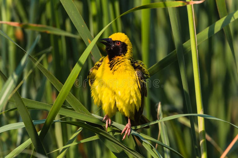 Weaver Bird Puffs Feathers stock photo. Image of lens - 28613954
