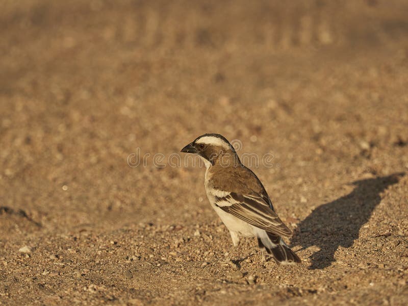 Weaver Bird Sitting on the Sandy Ground Stock Image - Image of sunny ...