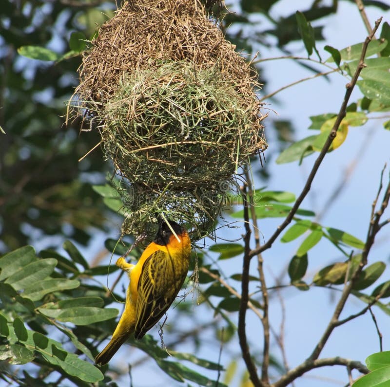 Webervogel und -nest stockfoto. Bild von züchten, afrika - 31084104