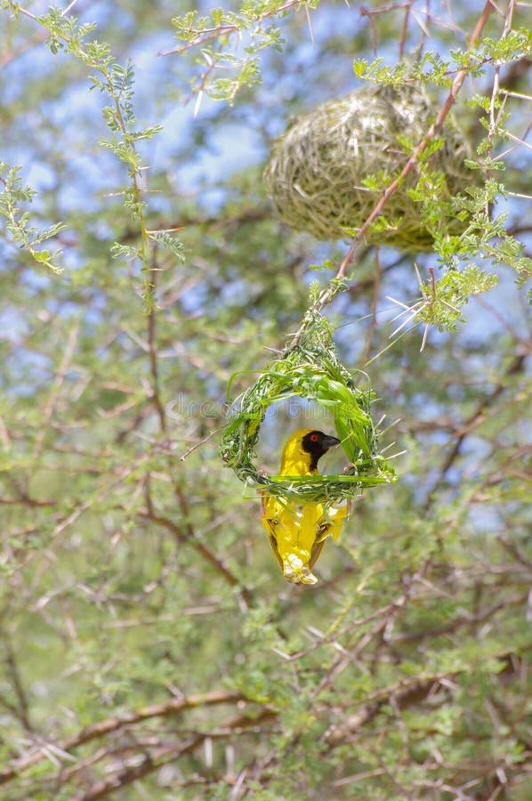 Yellow weaver bird on nest stock photo. Image of black - 35846524