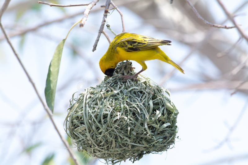 Weaver Bird stock photo. Image of africa, animal, safari - 59256658