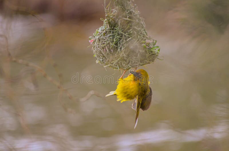 Weaver building his nest stock image. Image of nature - 226409485