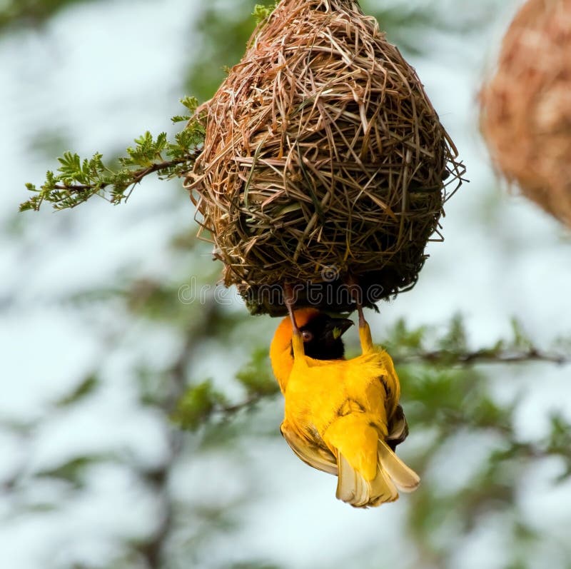 Male Weaver Bird Building A Nest Of Grass In The Tree. Stock Photo ...