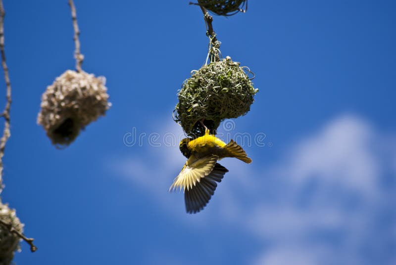Weaver building a nest stock photo. Image of nest, beak - 180043320