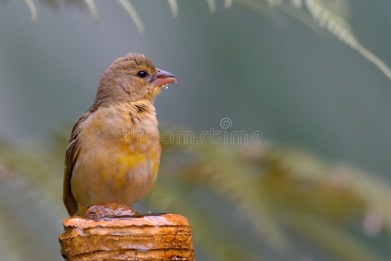 Weaver drinking water stock photo. Image of bathing, weaver - 47959202