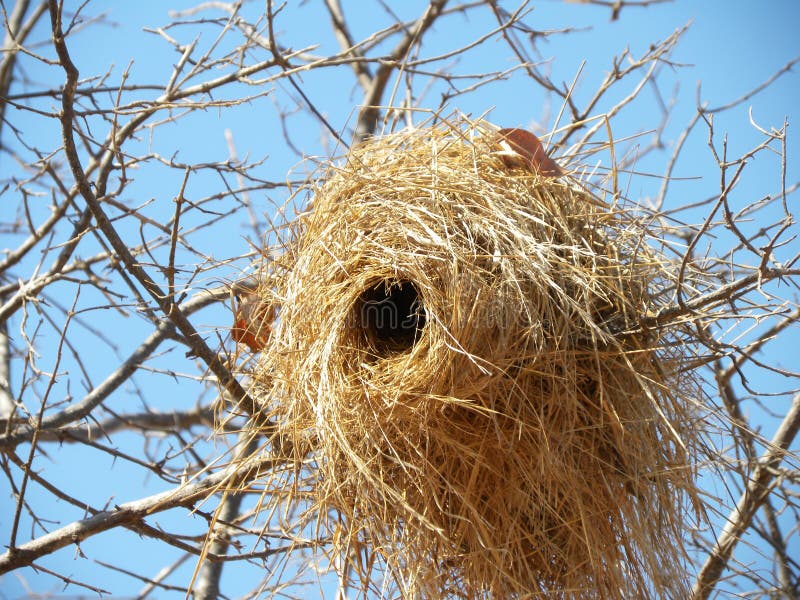 4,041 Weaver Bird Nest Stock Photos - Free & Royalty-Free Stock Photos ...