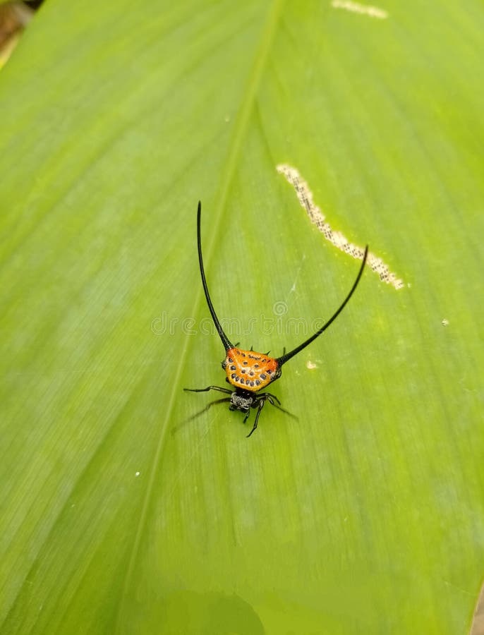 Weaver Spiders Gasteracantha Arcuata Horned Spider Stock Photo - Image ...