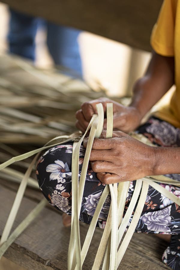 Weaving with Bur Rush Plant Leaves Stock Image - Image of botany ...