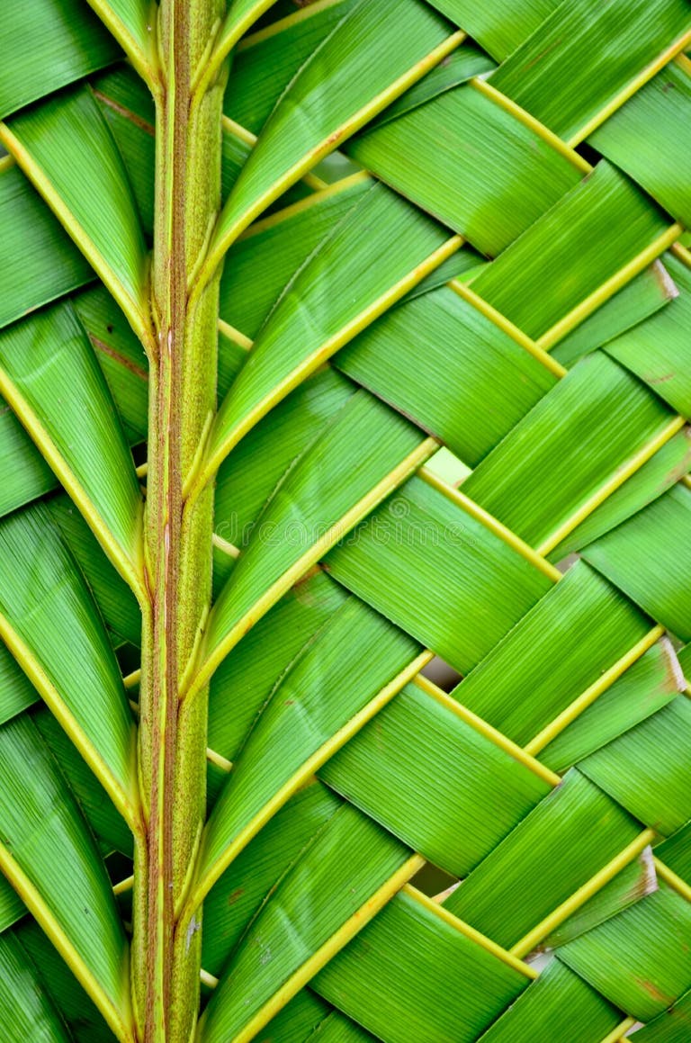 173 Pattern Weaving Coconut Leaves Stock Photos - Free & Royalty-Free ...