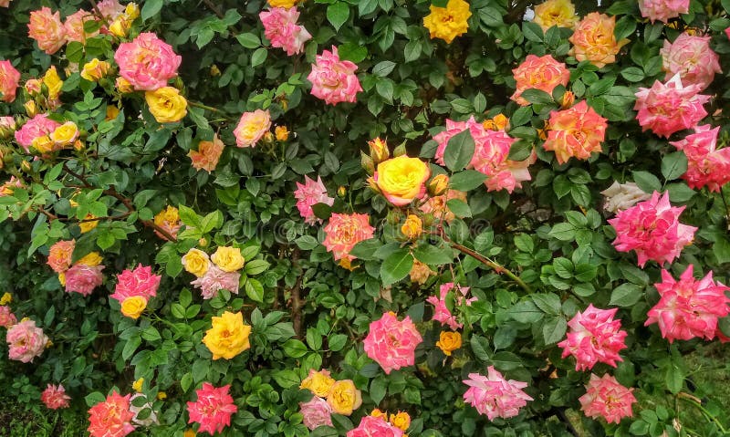 Weaving Rose Bush with Multi-colored Buds Create a Texture Stock Image ...