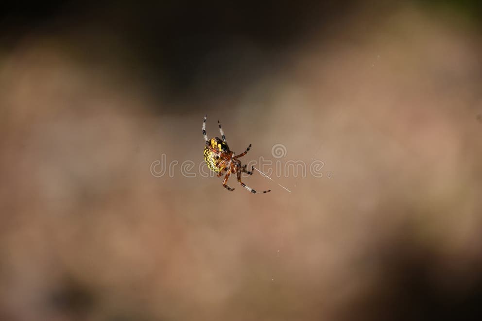 Weaving Spider on a Silken Thread in Autumn Stock Image - Image of ...