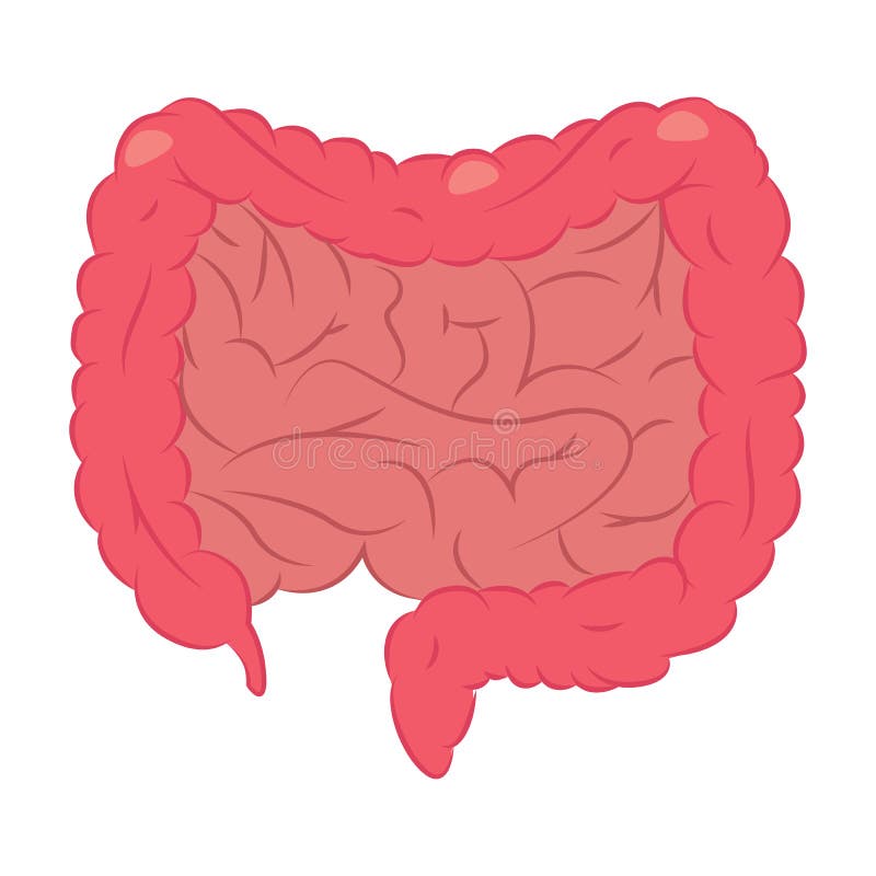 Stomach / Guts / Small Intestine - Male Anatomy Of Human Organs - X-ray ...