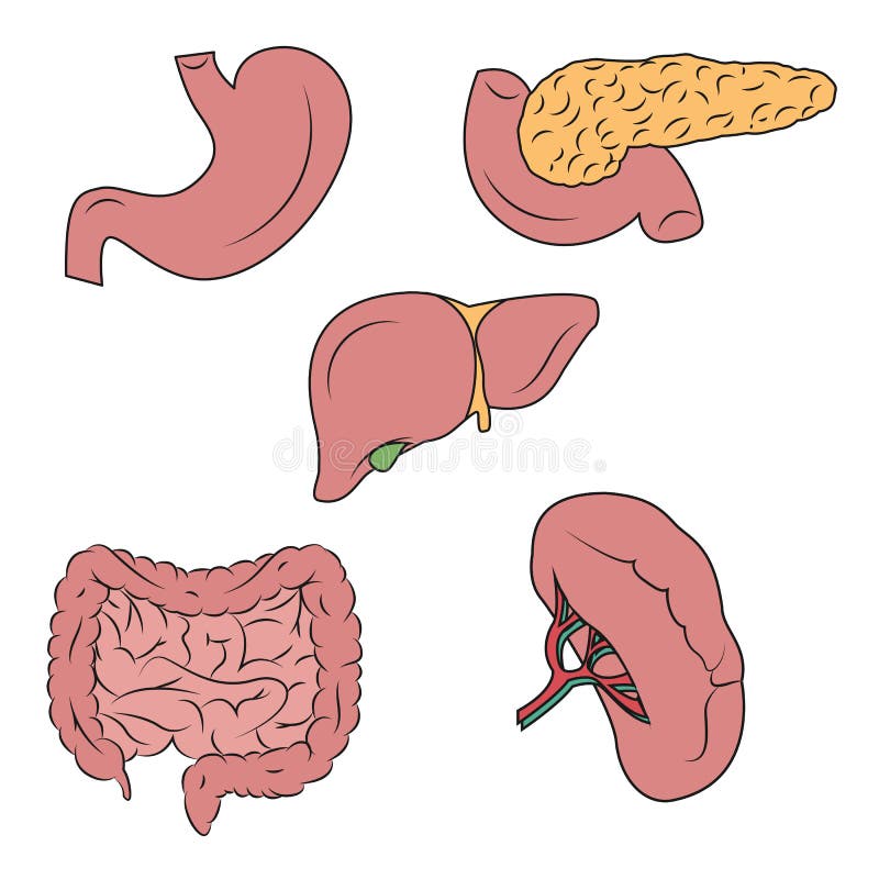 Vector Illustration of Human Digestive System. Stock Vector ...