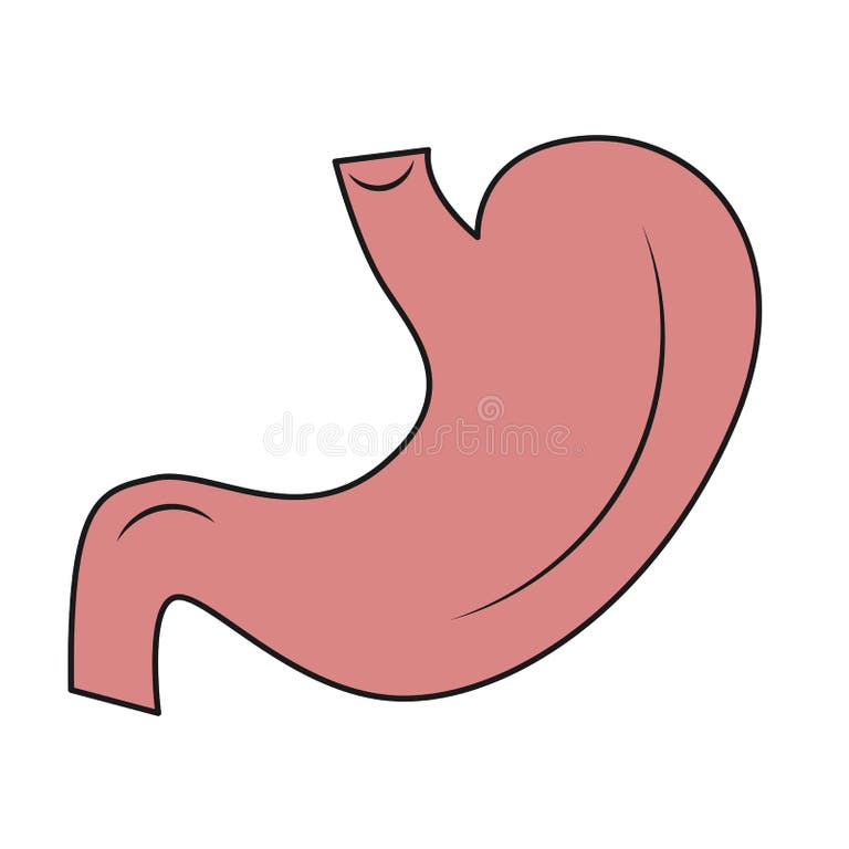 Stomach Illustration. Drawing of Stomach Stock Illustration ...