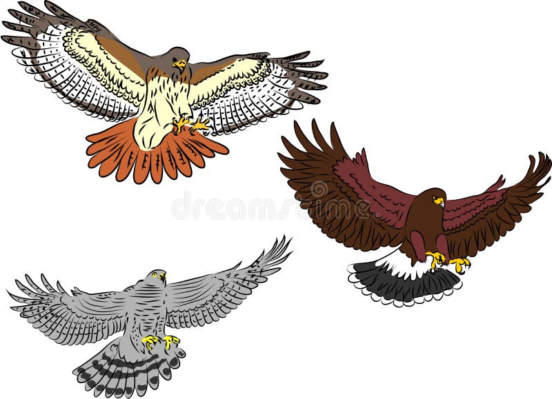 Birds of prey attacking stock vector. Illustration of falconry - 144752142
