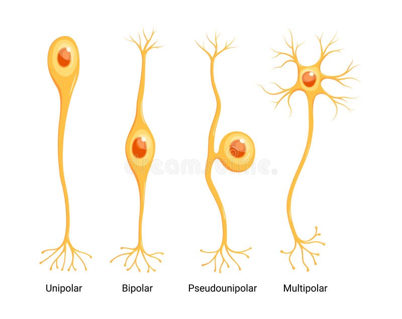 Types Of A Multipolar Neurons Stock Illustration - Illustration of ...