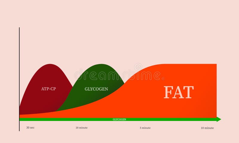 Exercise Template. Fat Burning of Body Fat Infographics Stock ...