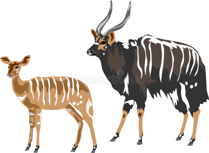 Nyala Stock Illustrations – 250 Nyala Stock Illustrations, Vectors ...