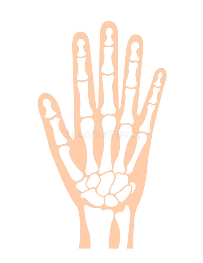Hand Bone Flat Vector Illustration Human Anatomy Stock Vector ...