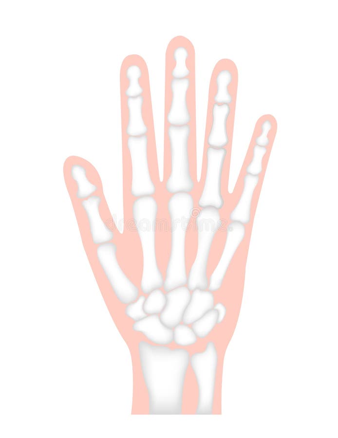 Hand Bone Flat Vector Illustration Human Anatomy Stock Vector ...