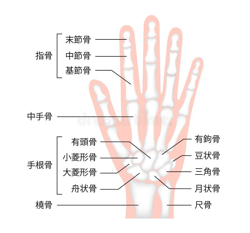 Hand Bone Flat Vector Illustration Human Anatomy Stock Vector ...