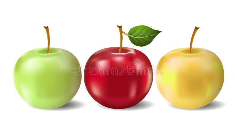 Three apples stock vector. Illustration of food, fruit - 12777184