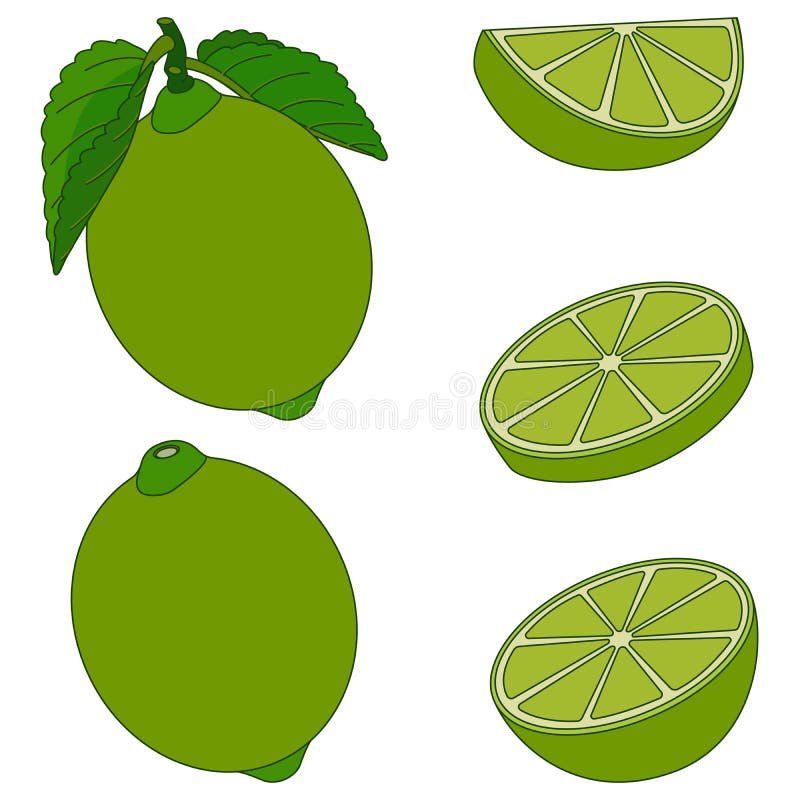Lime. Set of Elements for Food Illustration Stock Illustration ...