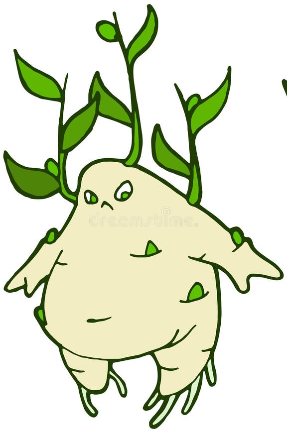 Hand Drawing Illustration of Mandrake. Stock Illustration ...