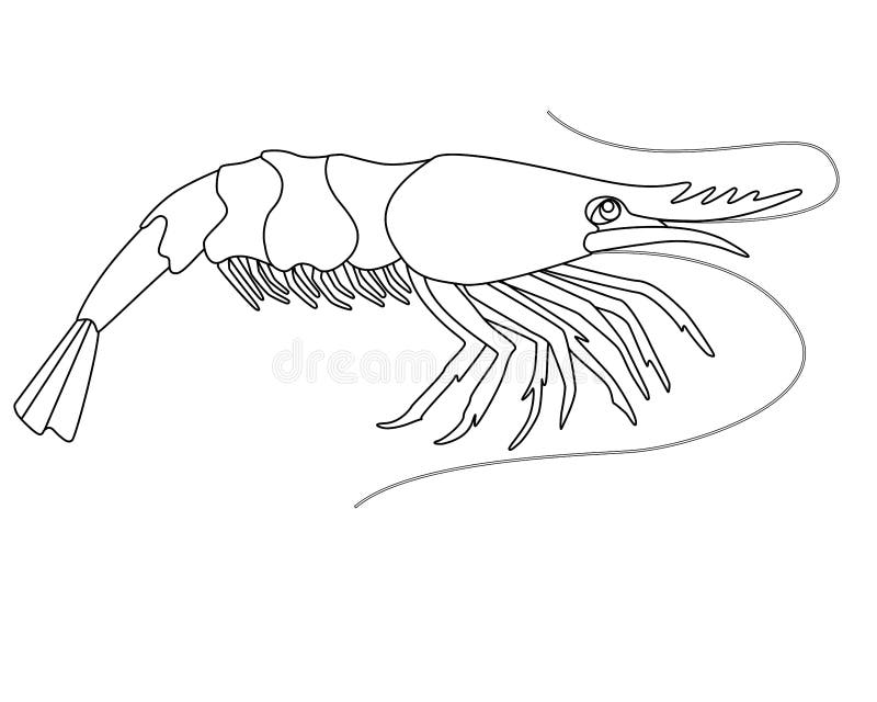 Shrimp - a Small Marine Crustacean Living Underwater - a Vector Linear ...