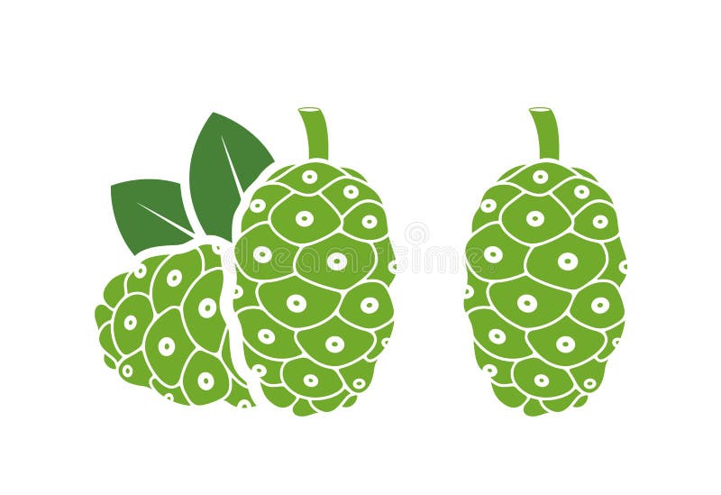 Noni Fruit Outline. Isolated Noni Fruit on White Background Stock ...