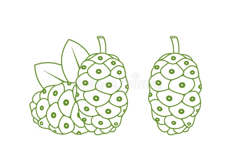 Noni Fruit Outline. Isolated Noni Fruit on White Background Stock ...