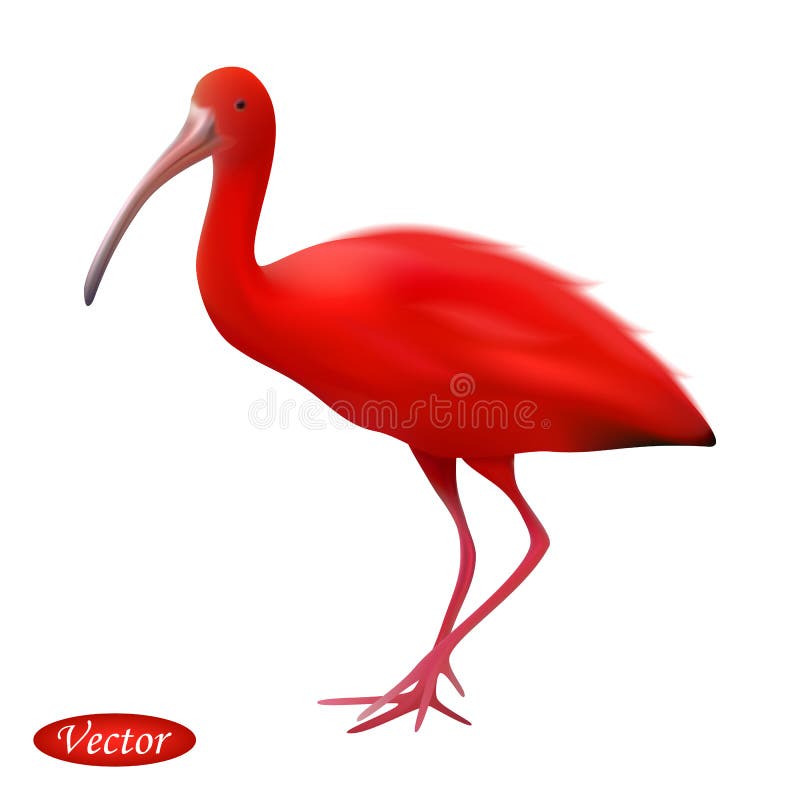 Red Ibis Isolated on a White Background. Vector Illustration. Realistic ...