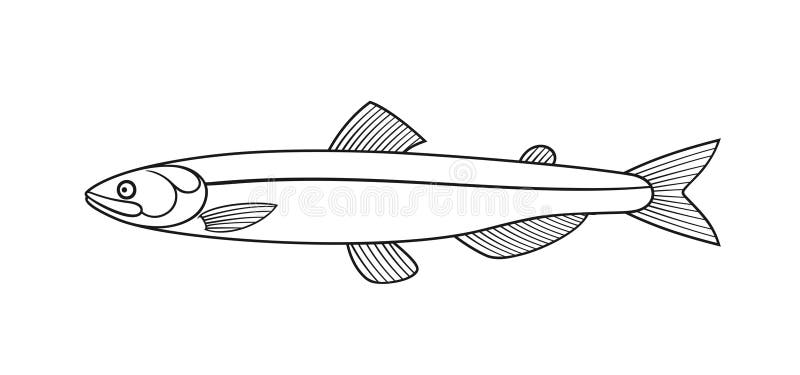Capelin stock vector. Illustration of element, delicacy - 48776439
