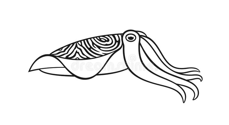 Cuttlefish Stock Illustrations – 4,900 Cuttlefish Stock Illustrations ...