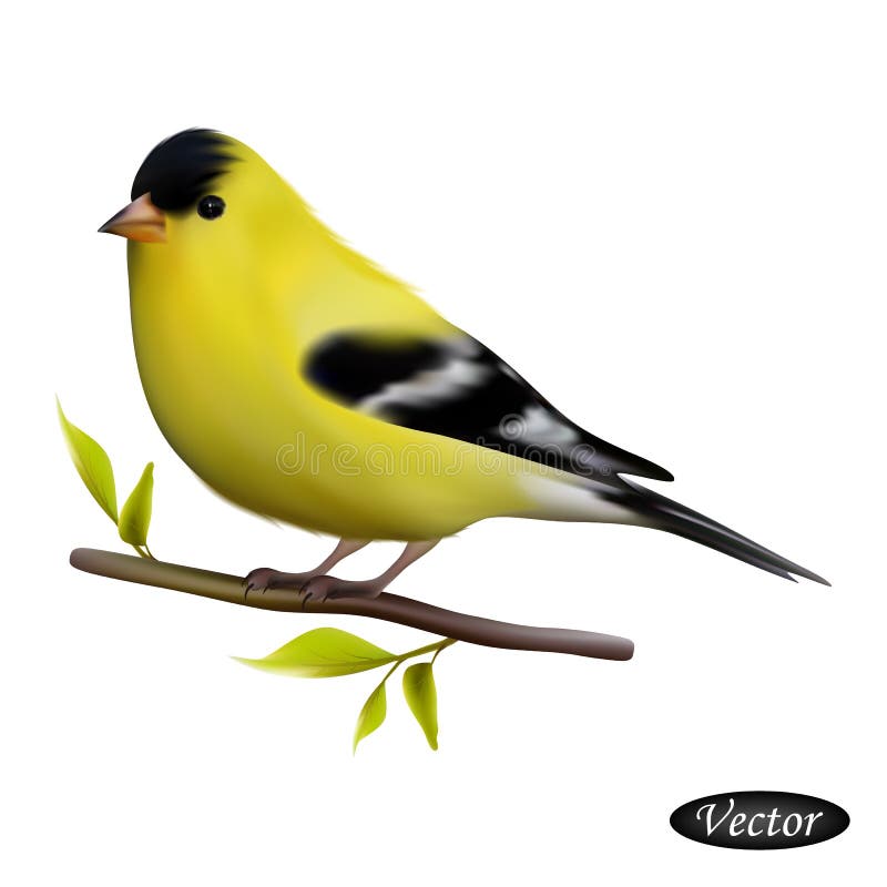 Goldfinch Logo Stock Illustrations – 85 Goldfinch Logo Stock ...